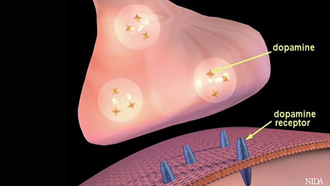 Addiction and Brain Circuits
