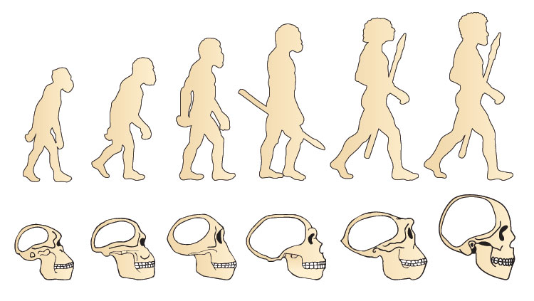 Brain Evolution