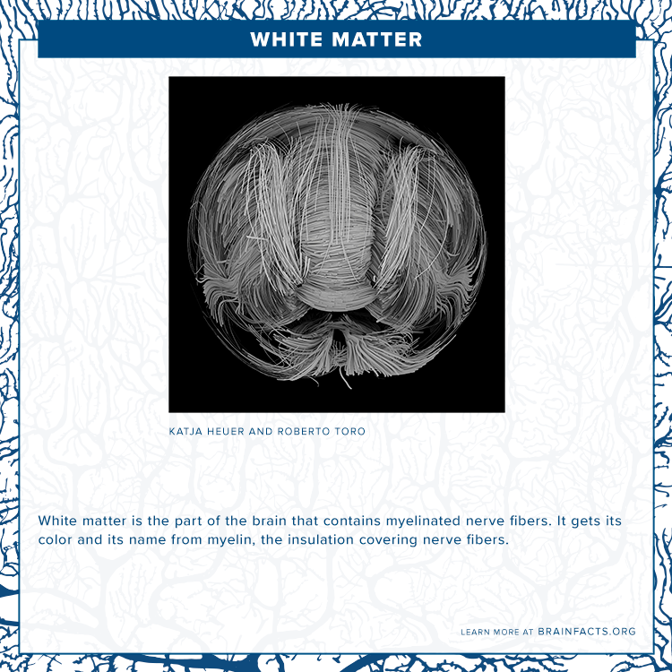 White Matter