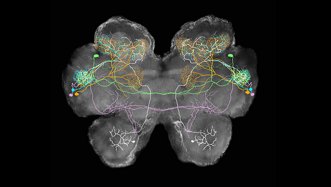 Sense of Smell in a Locust Brain